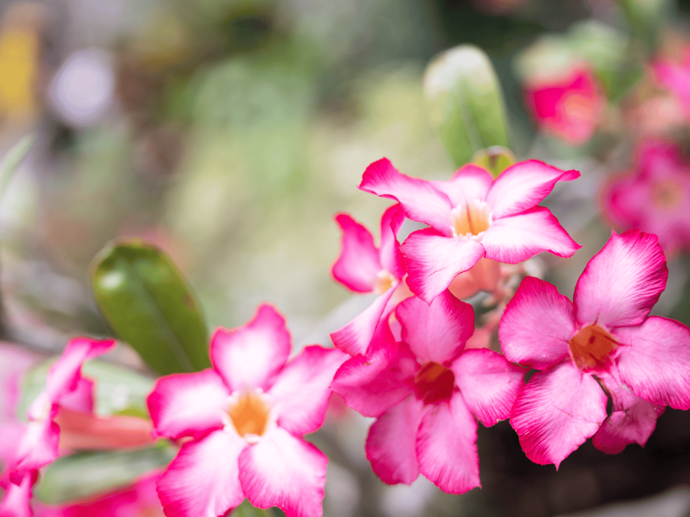 Carna | Nassau Paradise Island